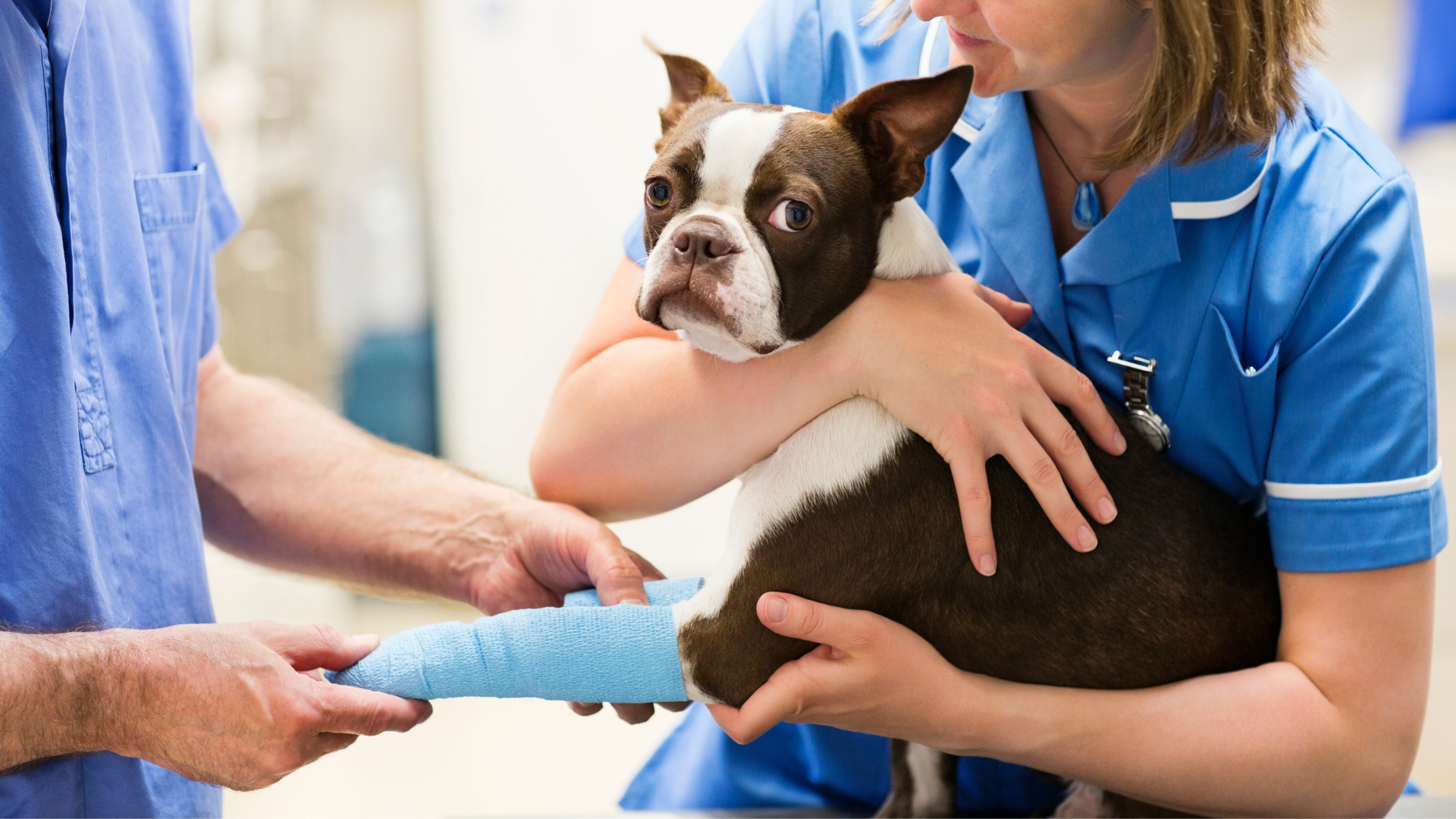 Pet Wound Management In London, Ontario | Southwest Veterinary Hospital